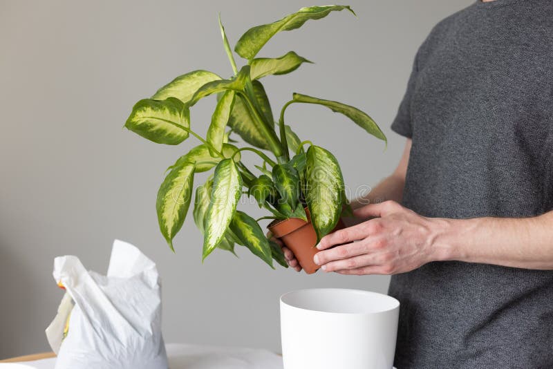 Man Potting Dieffenbachia Plant at Home. Mans Hands Potting Plant ...