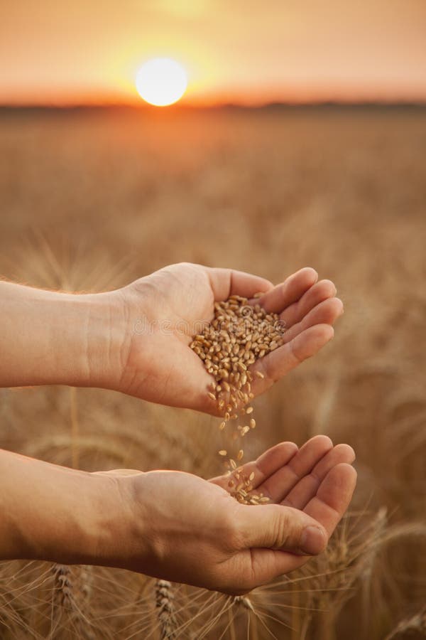 Man Pours Wheat from Hand To Hand on the Background of Wheat Field ...