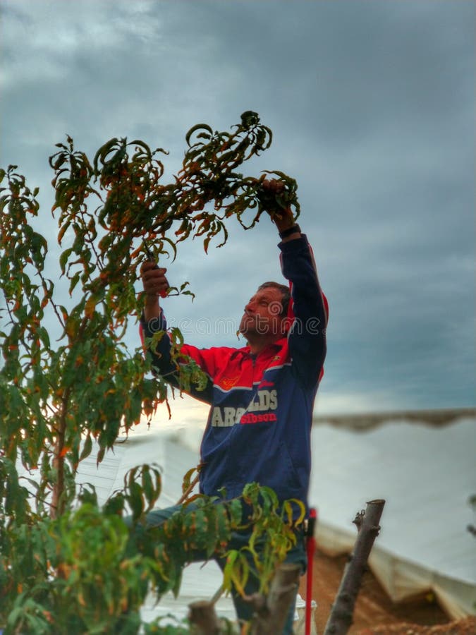 Man pruning 2 editorial stock photo. Image of winter - 132366703