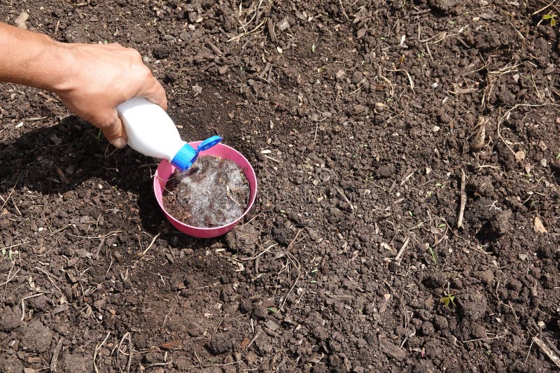 Man Prepares Soil Test To Know the Microbial Life of the Soil with ...