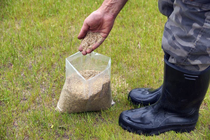 The Man Presents Grass Seeds. Preparations for Compacting Sowing Stock ...