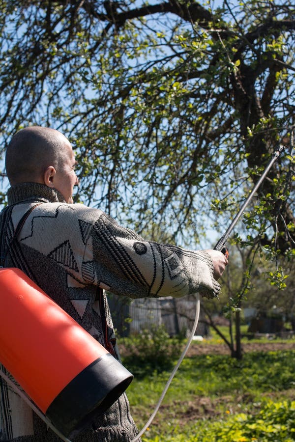 A Man Processes and Sprays an Apple Tree. Stock Image - Image of ...