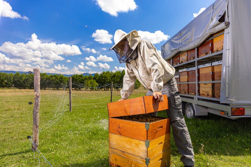 Man in a Protective Suit Inspecting a Beehive Stock Image - Image of ...