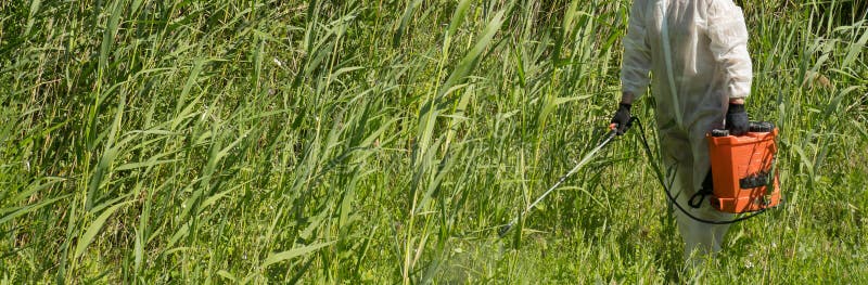 A Man in a Protective Suit Processes Reeds Using a Poison Sprayer. Weed ...