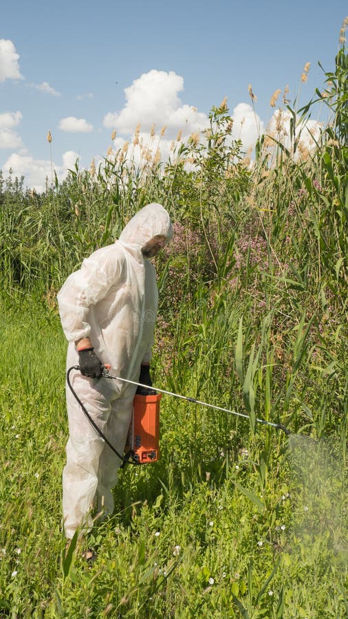 A Man in a Protective Suit Processes Reeds Using a Poison Sprayer. Weed ...