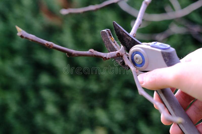 Man Prunes Fig Tree Branches with Pruning Shears Cuts Branch of Tree ...