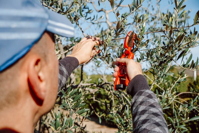 Man Prunes an Olive Tree with Pruning Shears Stock Photo - Image of ...