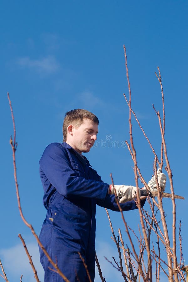 Man Pruning Branches with the Saw Stock Photo - Image of branch, rural ...