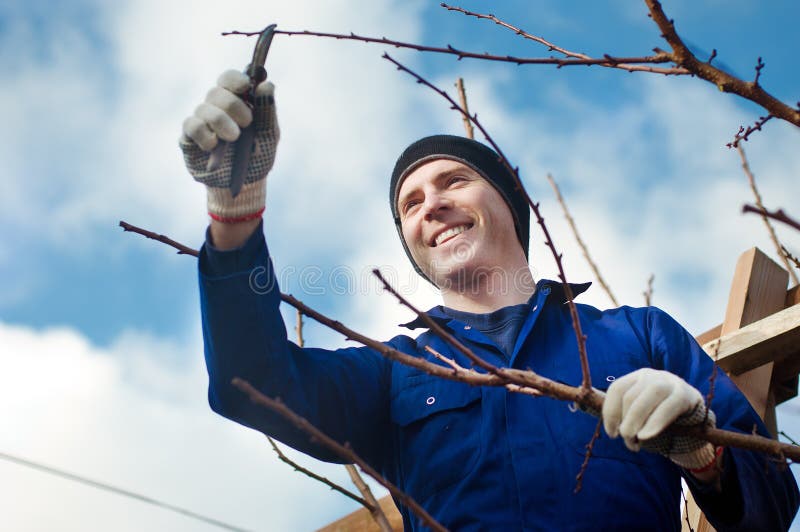 Man Pruning Brunches with the Pruner Stock Photo - Image of human ...