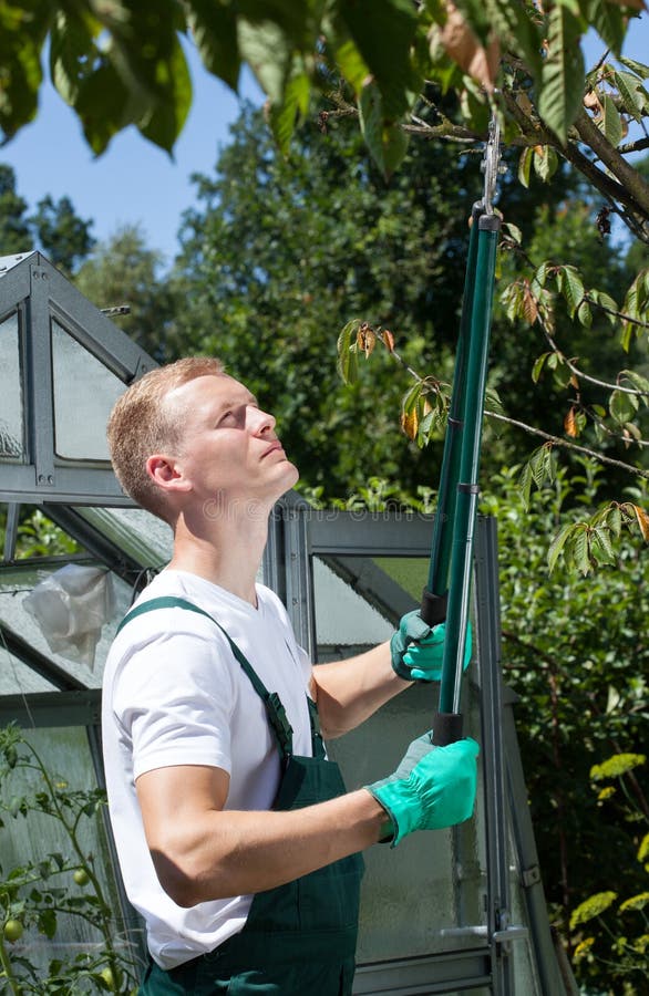 Man Pruning Front Greenhouse Stock Photos - Free & Royalty-Free Stock ...