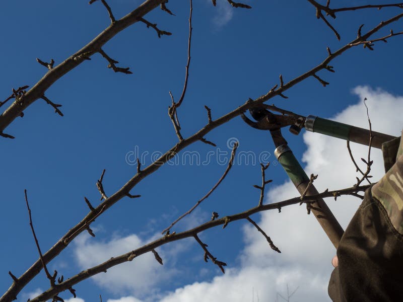 Man Pruning Fruit Tree Branches. Stock Photo - Image of countryside ...