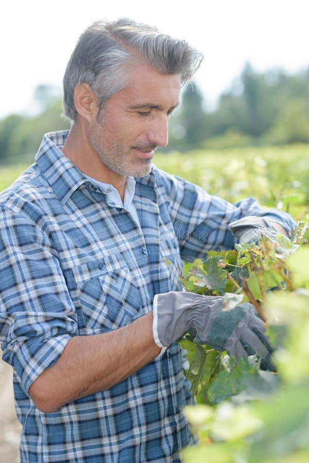 Man pruning grape vine stock image. Image of grapevine - 283608423