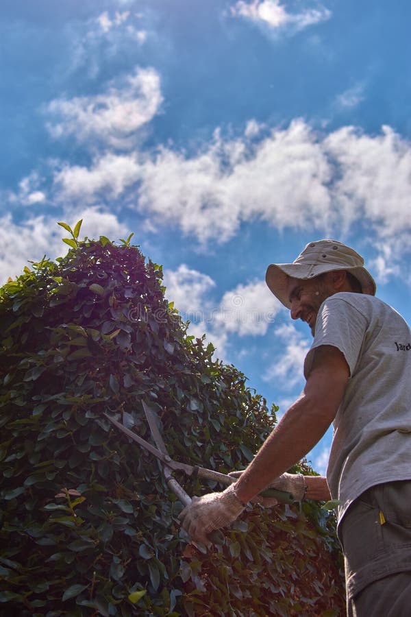 Man pruning a green wall stock photo. Image of care - 190771602