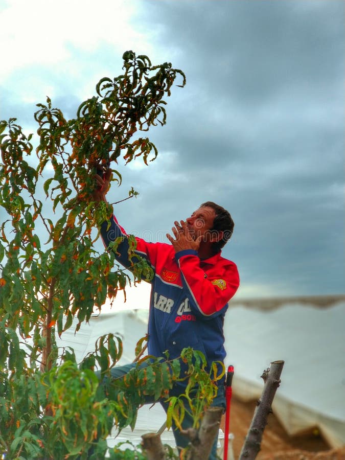 Man pruning 3 editorial photography. Image of tree, galician - 132366707