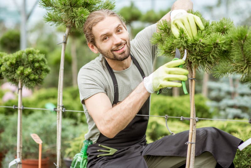 Man Pruning Ornamental Trees Stock Photo - Image of green, people ...
