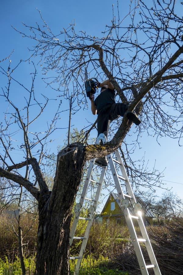 Man Pruning or Sawing Apple Tree Using Chainsaw. Farmer Sowing the Dry ...