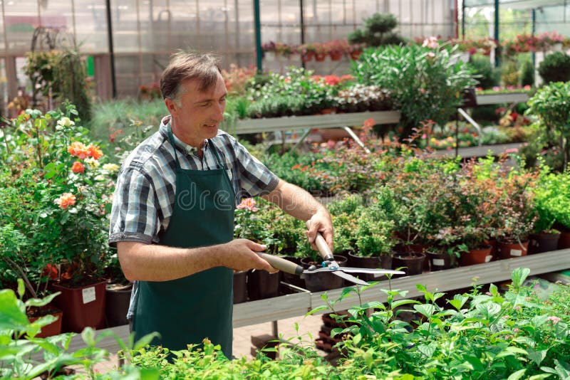 Man Pruning Tree with Clippers. Male Farmer Cuts Branches in Spring ...