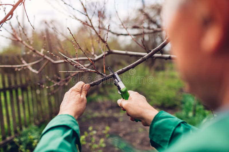 Man Pruning Tree with Clippers. Male Farmer Cuts Branches in Autumn ...