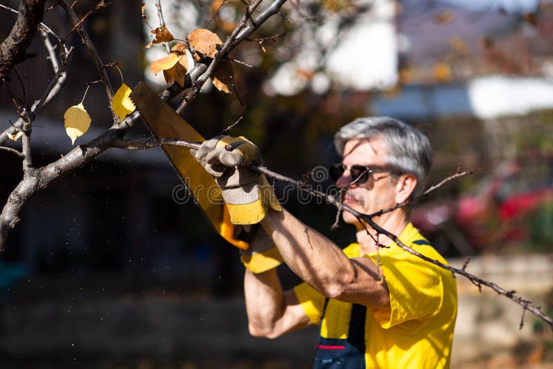 Man Pruning Tree Cutting Old Branches with a Saw Stock Image - Image of ...