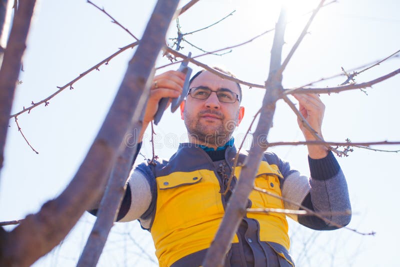 Man Pruning Tree, Early Sping Sunny Day Stock Photo - Image of pruner ...