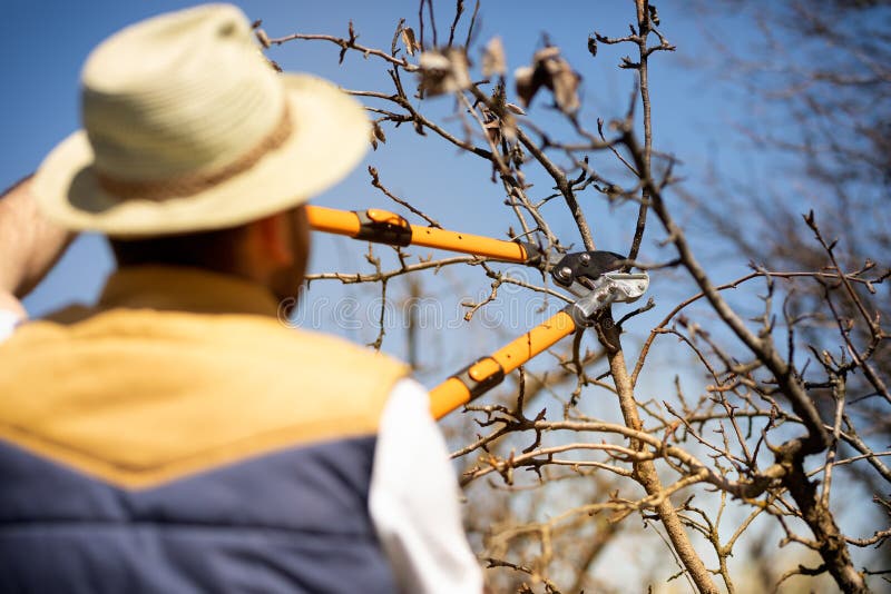 Man pruning tree stock photo. Image of horizontal, glove - 174460044