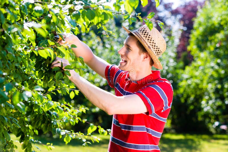 Man pruning tree in garden stock photo. Image of gardening - 51961886