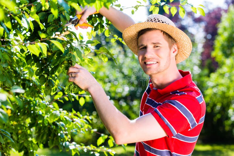 Man pruning tree in garden stock photo. Image of gardening - 51961892