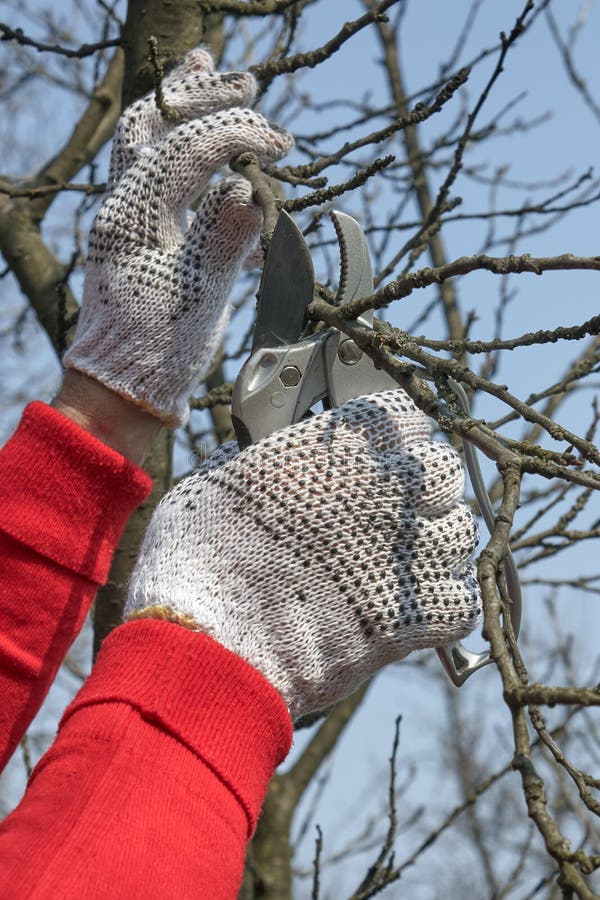 Man with Garden Scissors Pruning Tree in a Garden Stock Image - Image ...