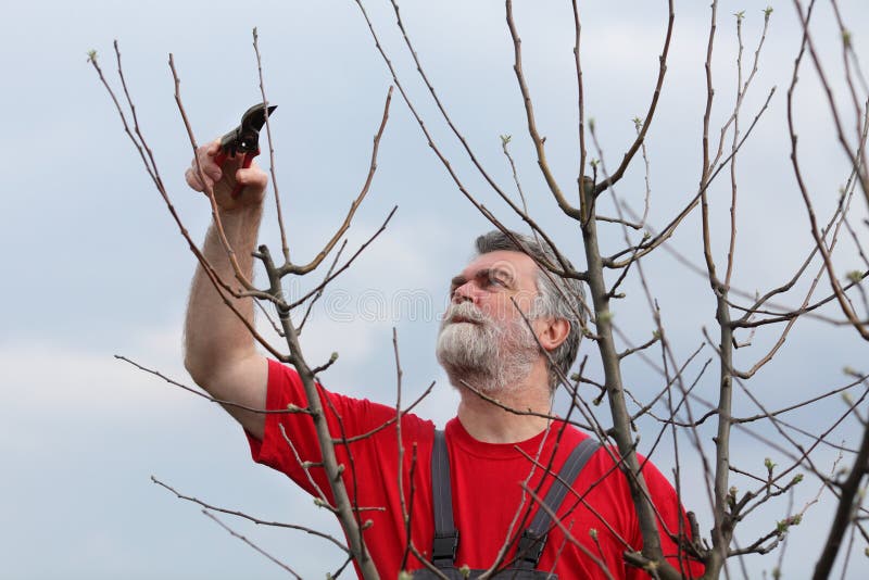 Man Pruning Tree in Orchard Stock Photo - Image of growth, profession ...