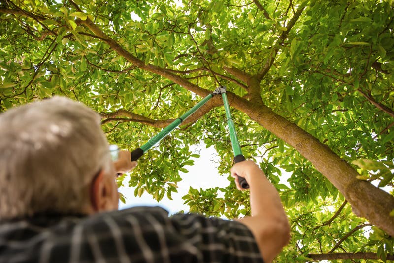 Man Pruning Tree Outdoors, Focus on Secateurs Stock Image - Image of ...