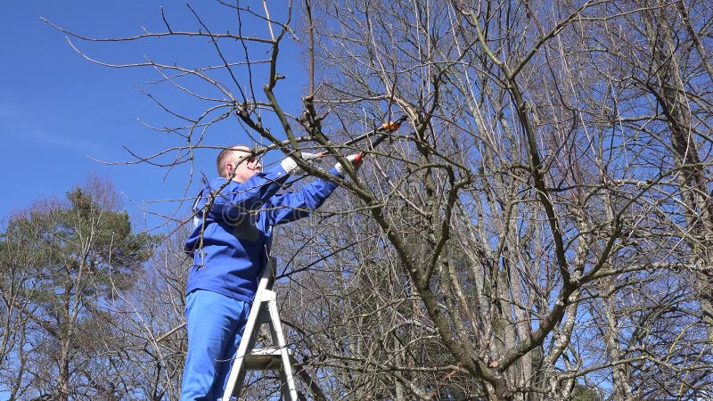 Man Pruning Tree Standing on Ladders. Stock Footage - Video of outside ...
