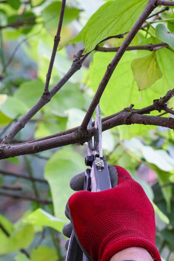 Man Pruning of Trees with Secateurs in the Garden Stock Photo - Image ...