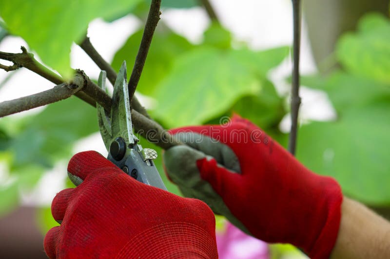 Man Pruning of Trees with Secateurs in the Garden Stock Image - Image ...