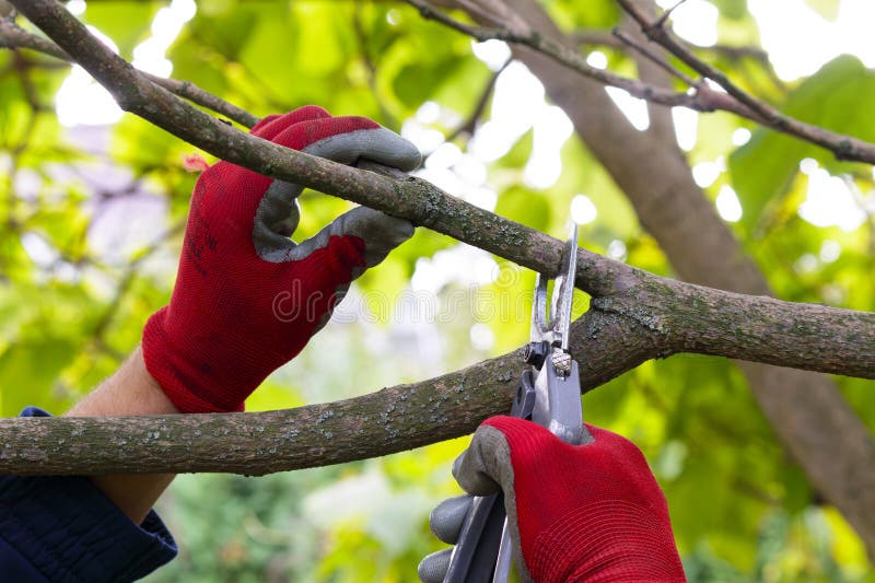 Man Pruning of Trees with Secateurs in the Garden Stock Photo - Image ...