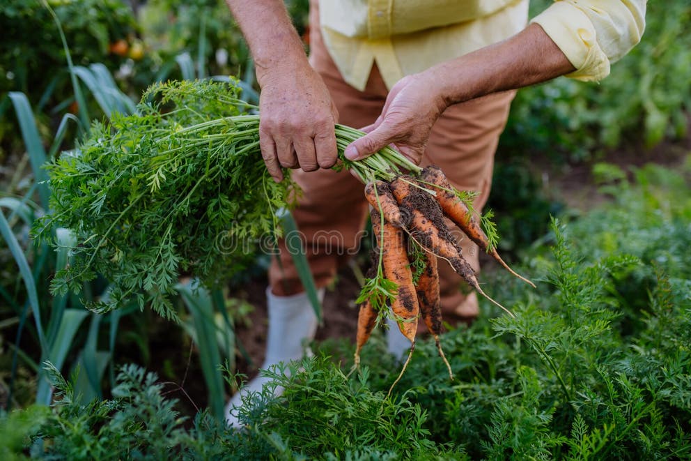Close-up of a Fresh Carrot Pulled Straight from the Ground. Stock Image ...