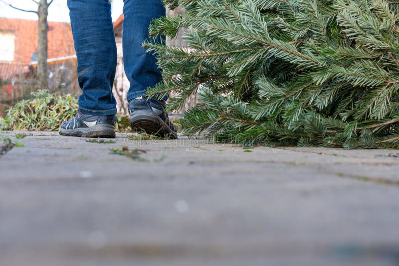 548 Pulling Christmas Tree Stock Photos - Free & Royalty-Free Stock ...