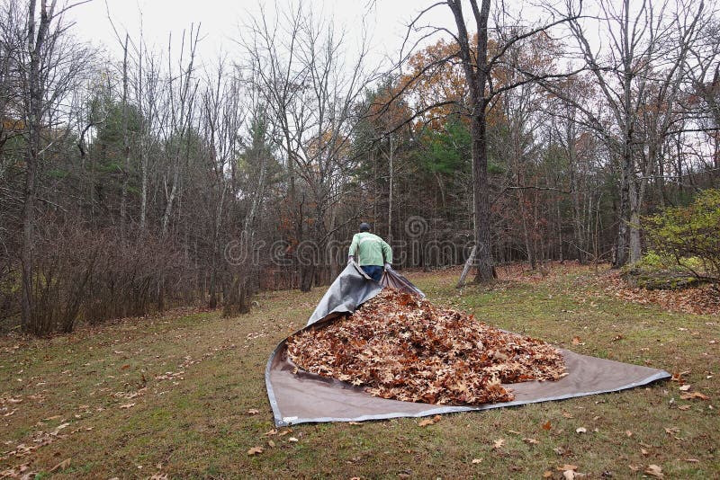 Man Pulling Tarp with Leaves_1 Stock Image - Image of load, fall: 46653403