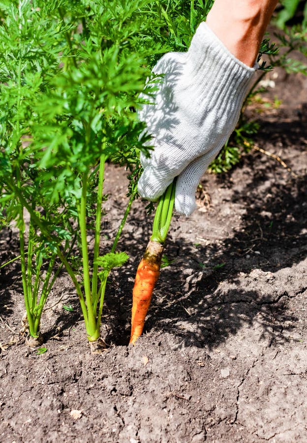 Man Pulls Fresh Carrots Out of the Ground Stock Image - Image of ...