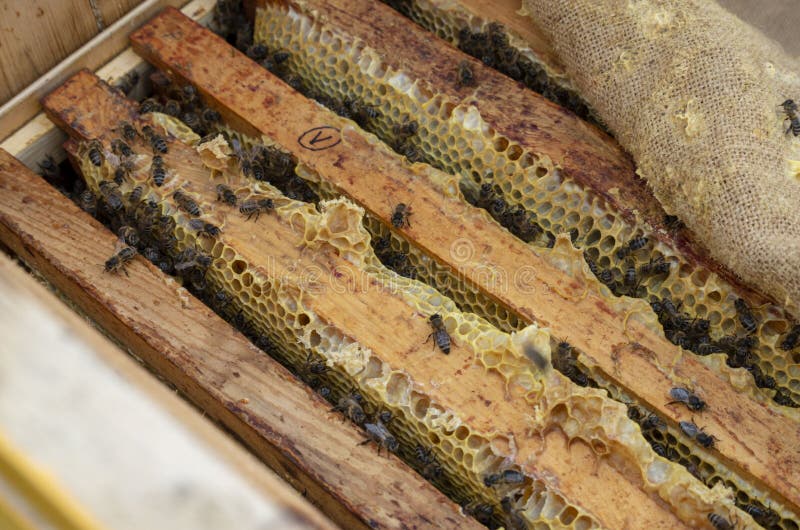 A Man Pulls Out of the Hive Frame with Honey and Bees Stock Image ...