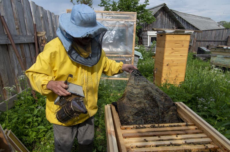 A Man Pulls Out of the Hive Frame with Honey and Bees Stock Image ...