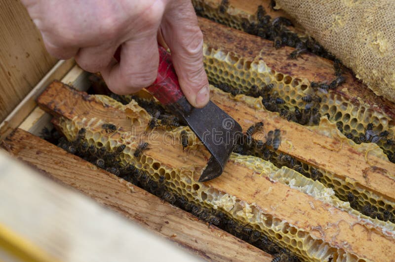 A Man Pulls Out of the Hive Frame with Honey and Bees Stock Photo ...