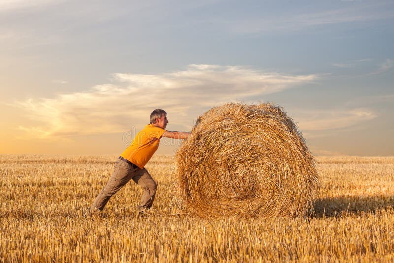 Man pushing hay bale stock photo. Image of bale, uphill - 25856268