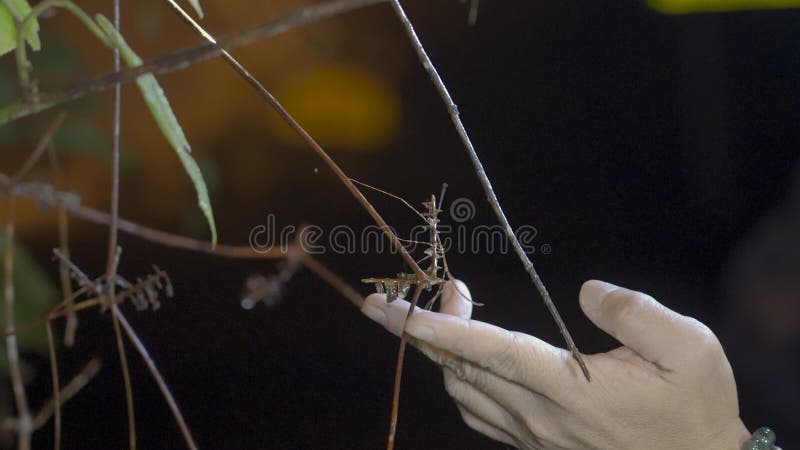 Man Put the Stick Insect on Tree Branches by Hand. Walking Stick Bug ...