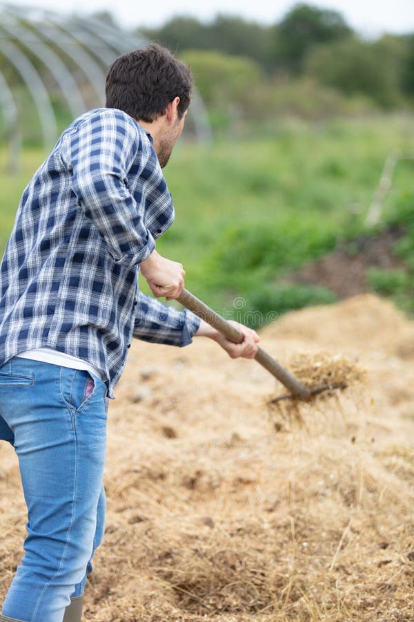 Man Puts Hay on Haystack for Animal Feed Stock Image - Image of ripe ...