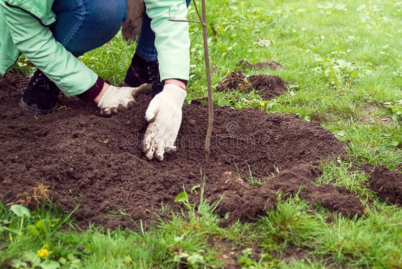 Man Puts a Tree in the Ground in the Park Stock Image - Image of green ...