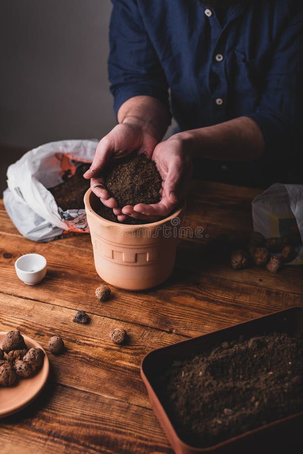 Man Putting Soil into Clay Pot for Sowing Seeds Stock Image - Image of ...