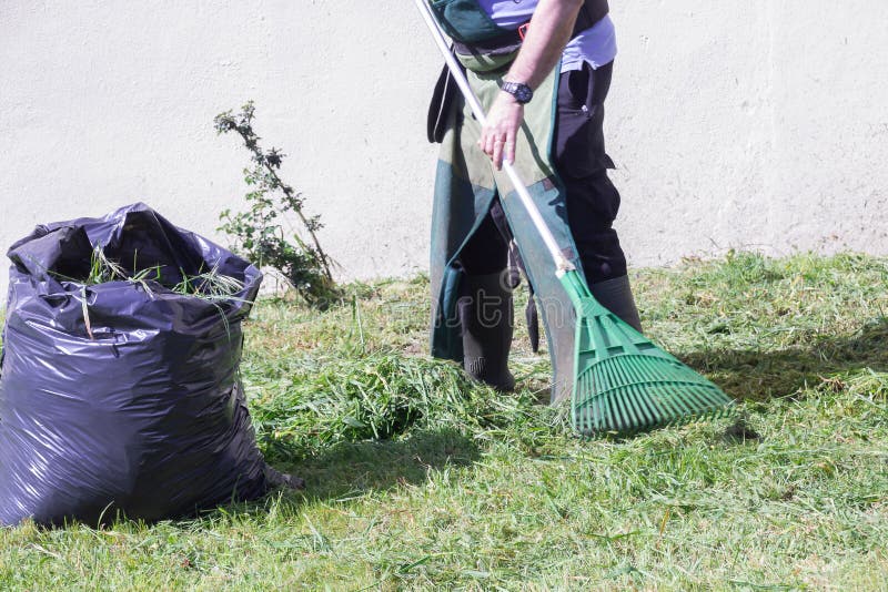 Man with a Rake Cleaning the Lawn from Grass Clippings. Stock Image ...