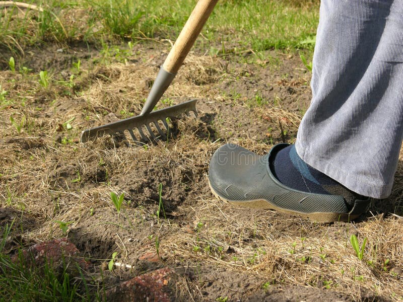 Man with Rake Doing Work in the Garden Stock Photo - Image of raking ...