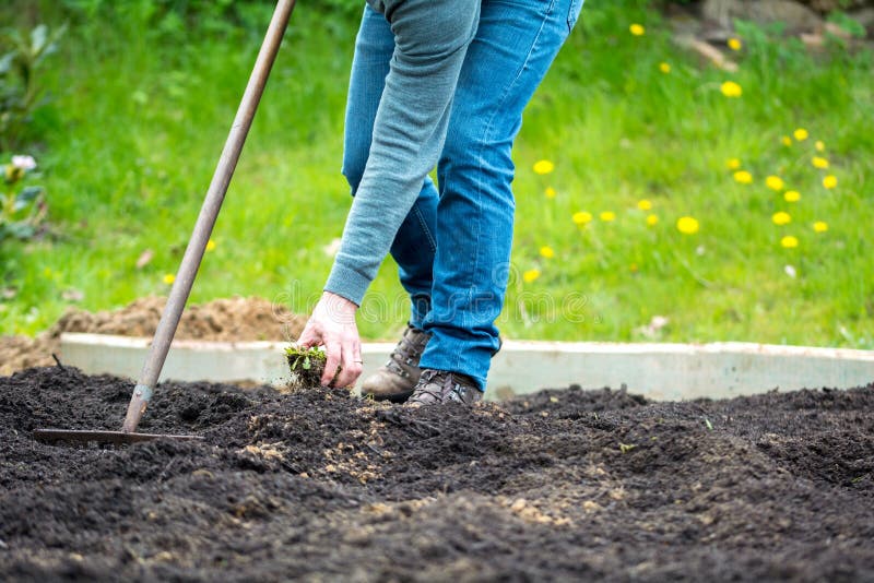 Man with Rake Planting Seedling or Sapling in Garden Stock Photo ...