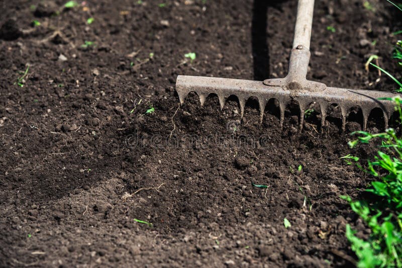 Man Loosens the Earth with a Rake Stock Image - Image of excavate ...